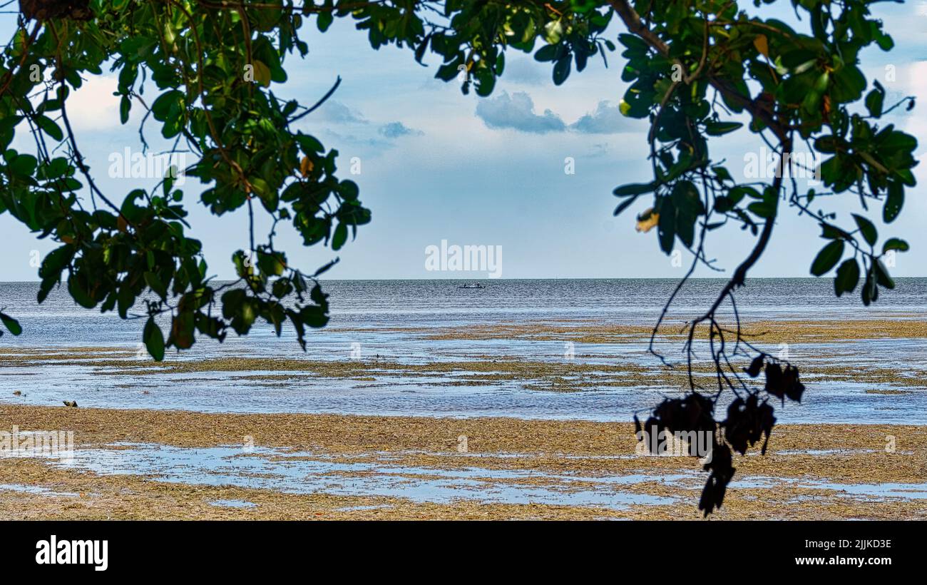 The tree branches at the Deering bay Stock Photo - Alamy