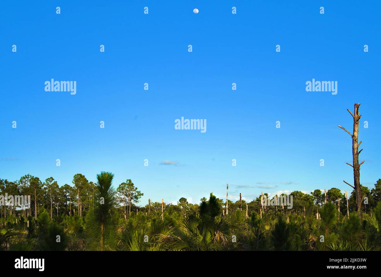 A beautiful landscape with lush green nature under a blue sky with the ...