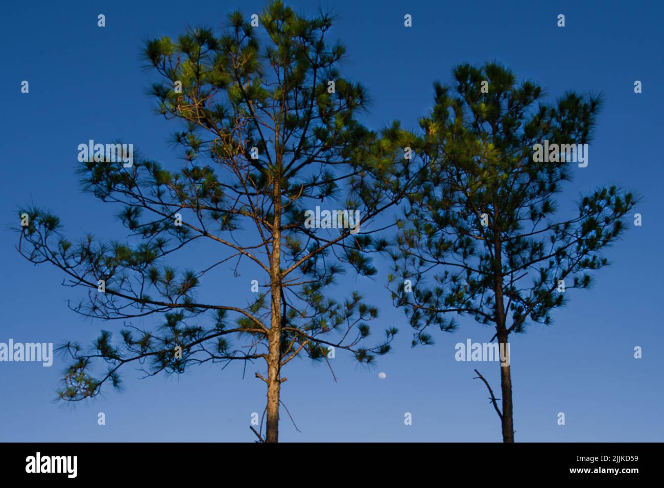 Green trees against a blue sky with the moon Stock Photo - Alamy