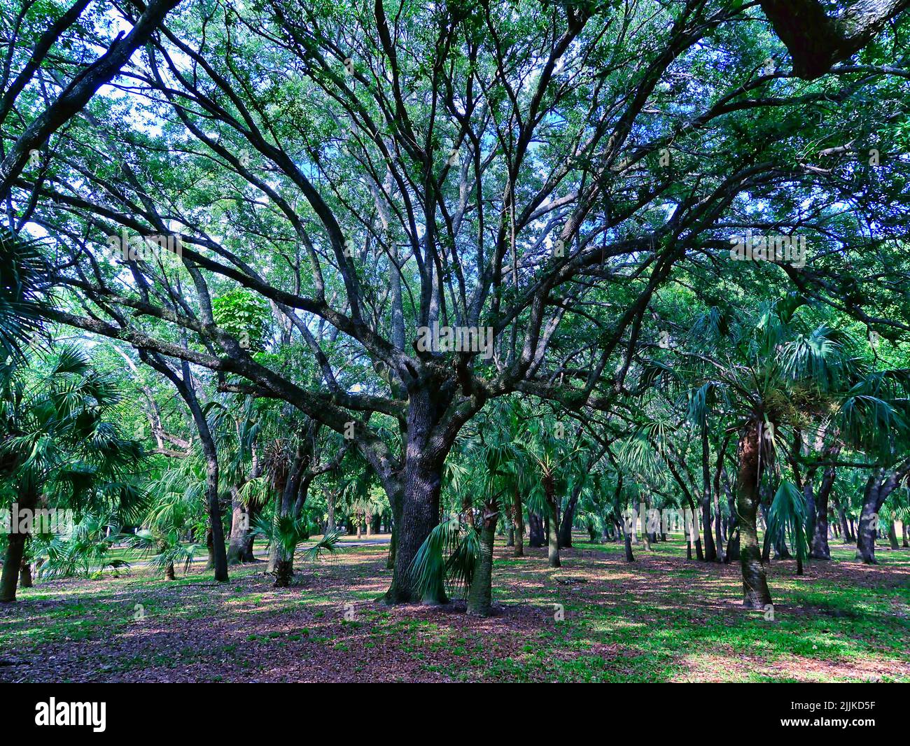 Natural florida landscape hi-res stock photography and images - Alamy