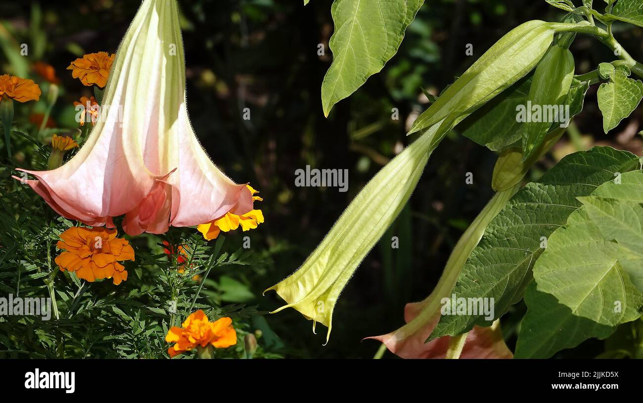 Flowers Brugmansia Fragrant - a tree and shrubs, Solanaceae genus ...