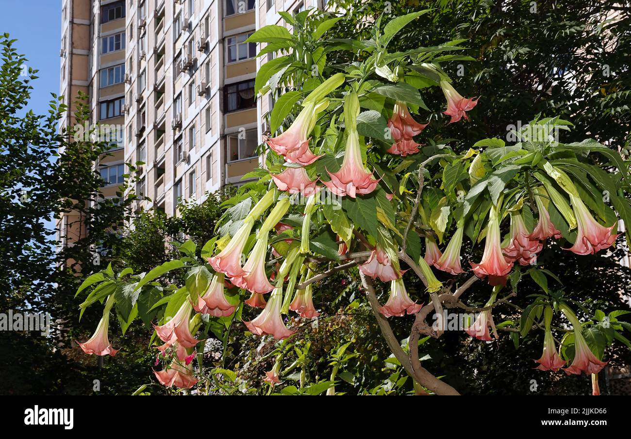 Flowers Brugmansia Fragrant - a tree and shrubs, Solanaceae genus ...
