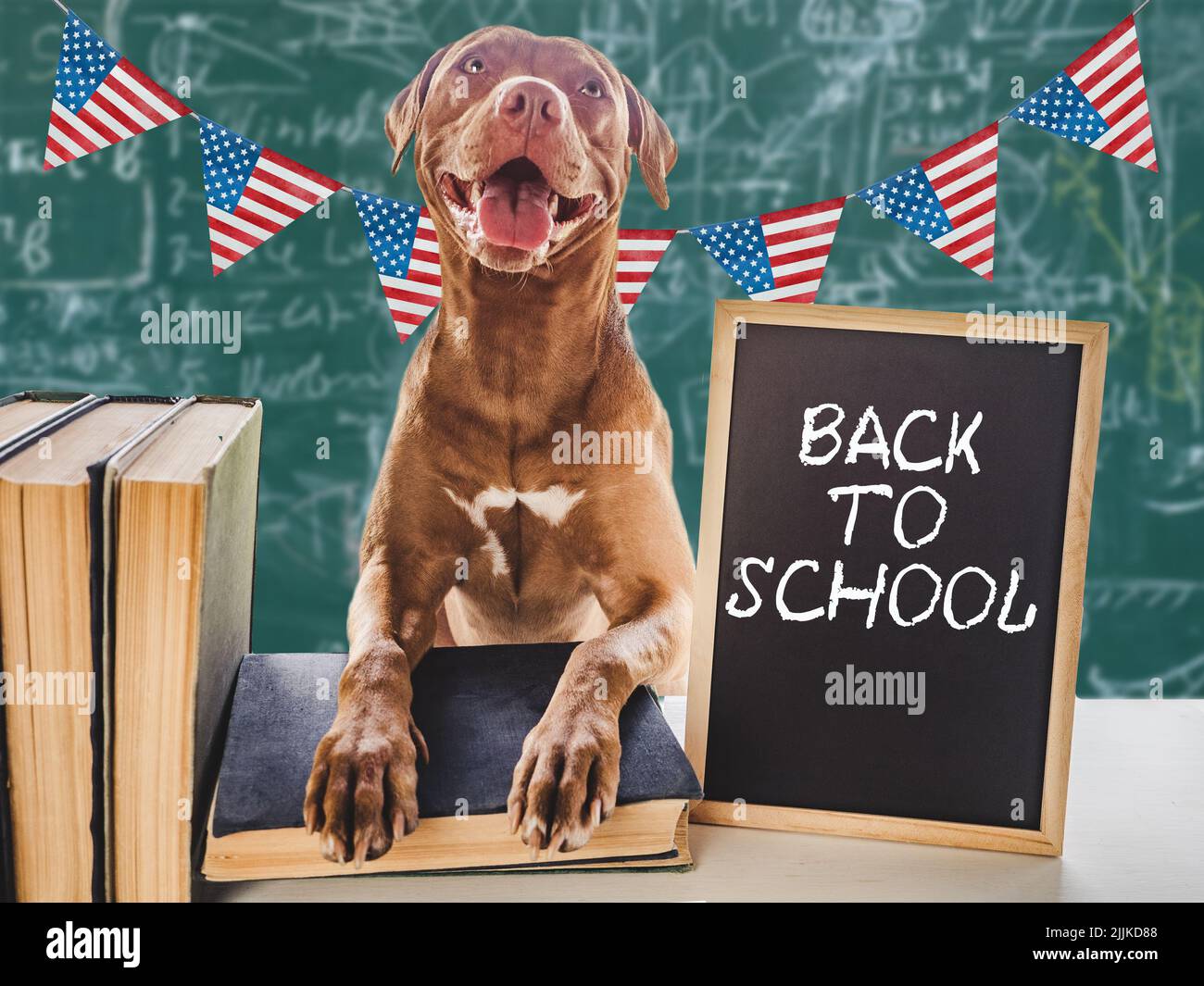 Back to school. Lovable, adorable puppy and vintage books. Close-up ...