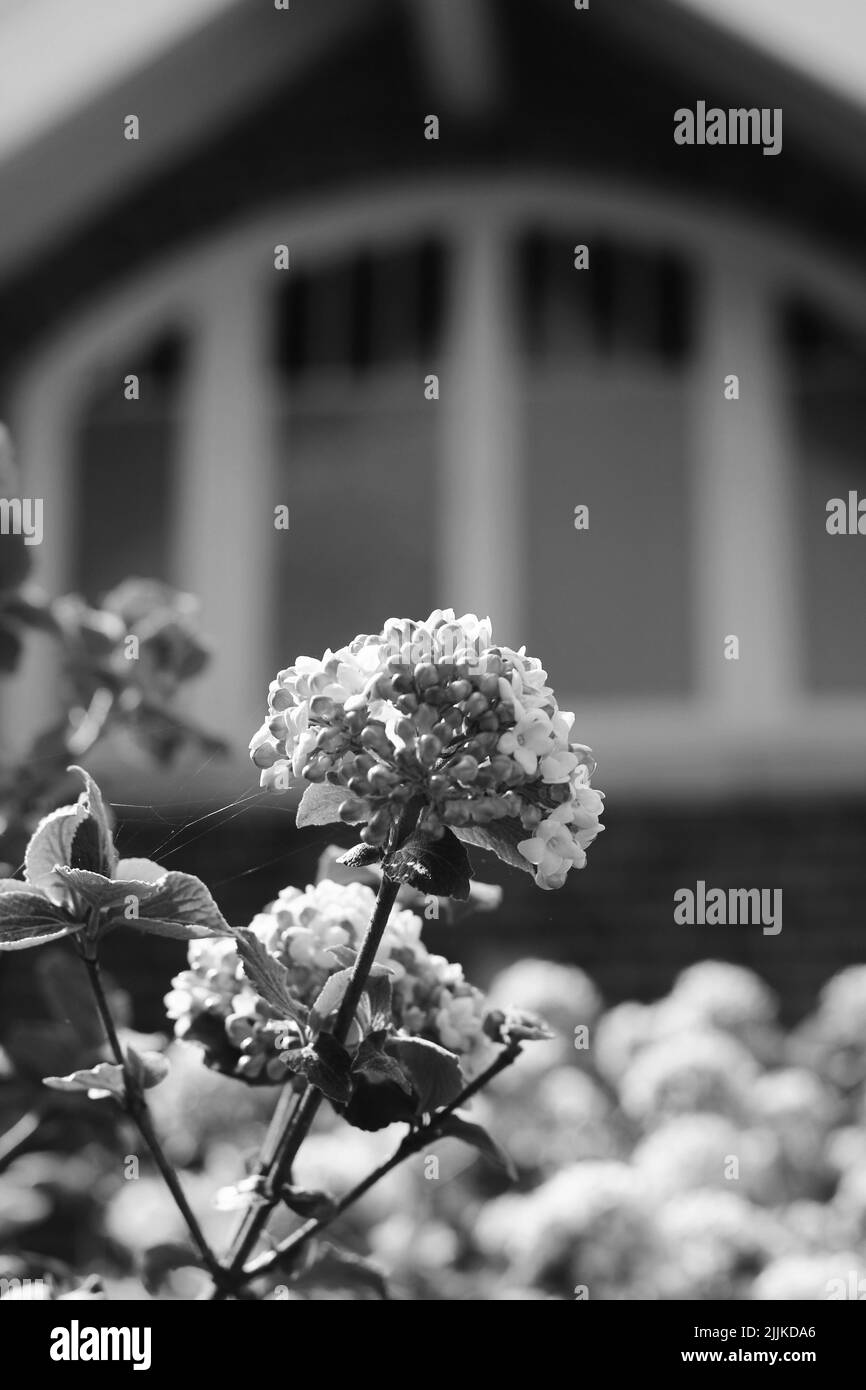 Beautiful spring flowers growing in the flower garden in black and ...