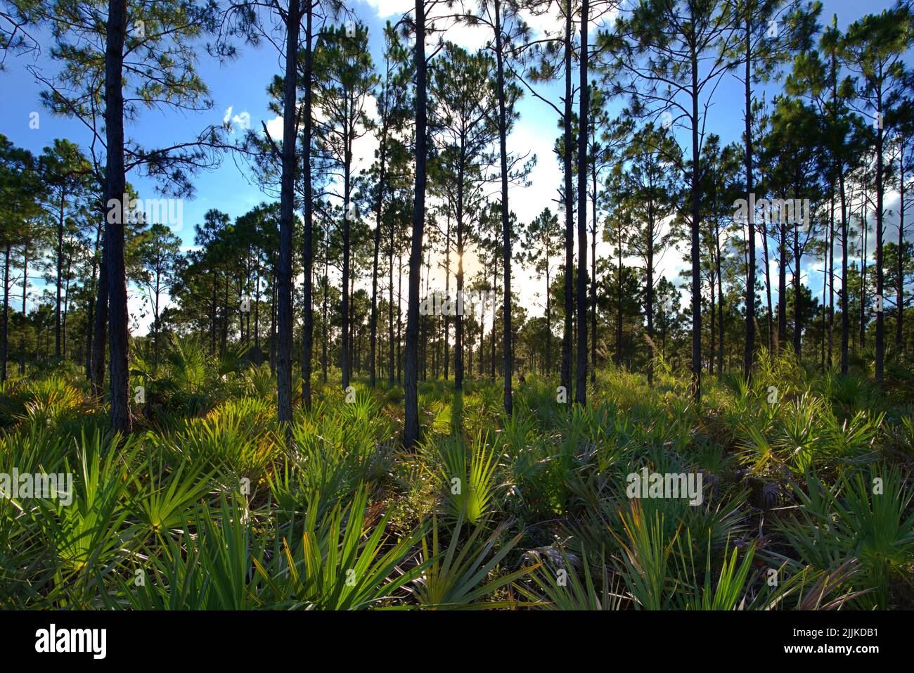 Natural landscape sunset in forest hi-res stock photography and images ...