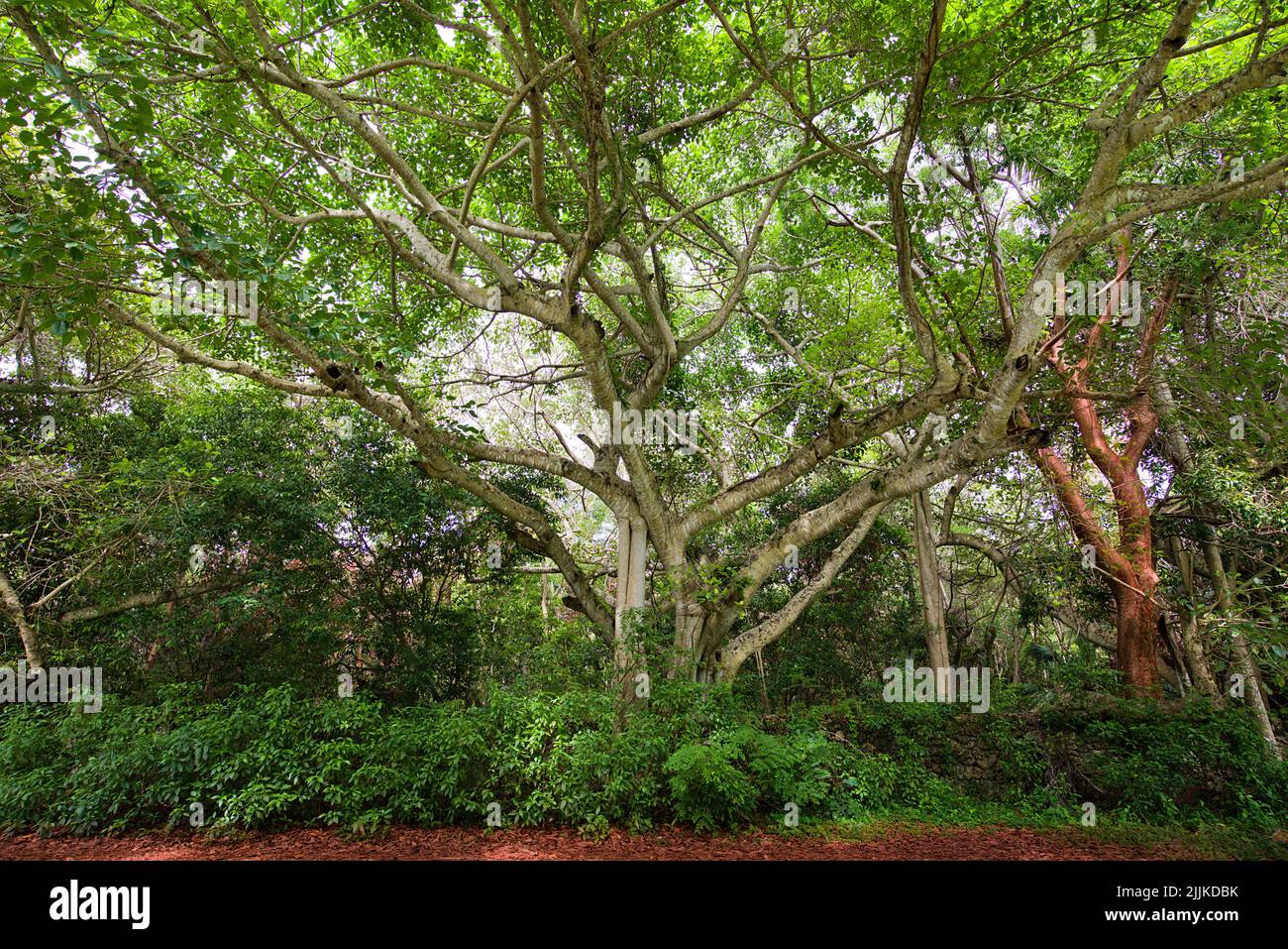 A beautiful landscape with lush green nature in South Florida Stock ...