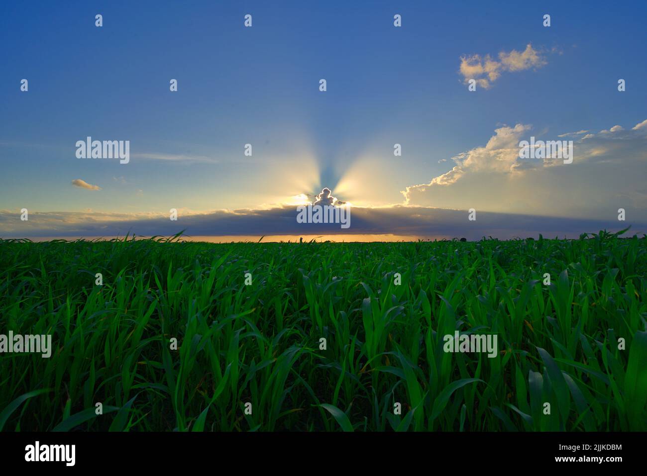 A cloudy sunset sky over a green meadow Stock Photo - Alamy