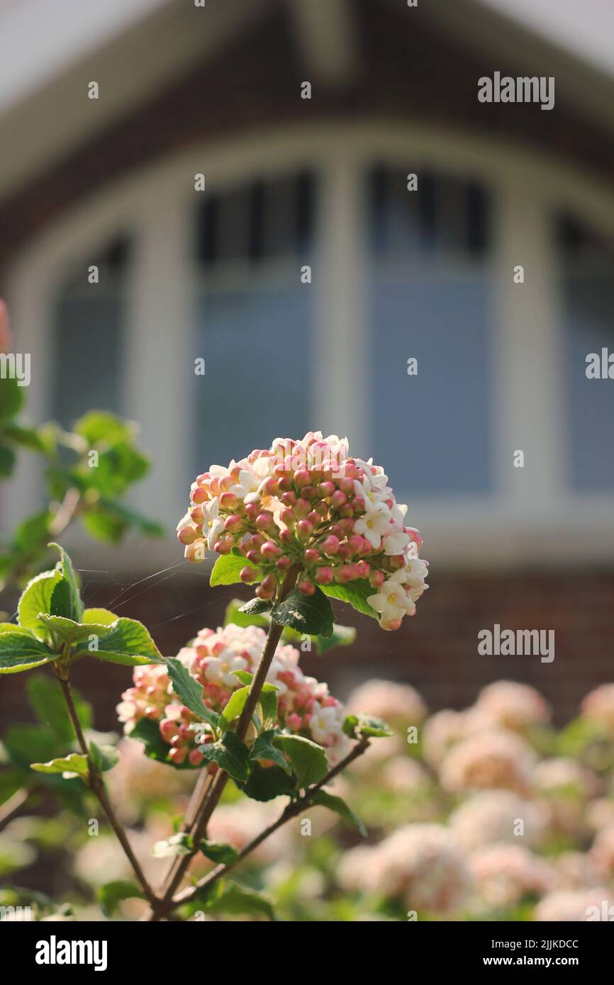 Beautiful spring flowers growing in the flower garden Stock Photo - Alamy