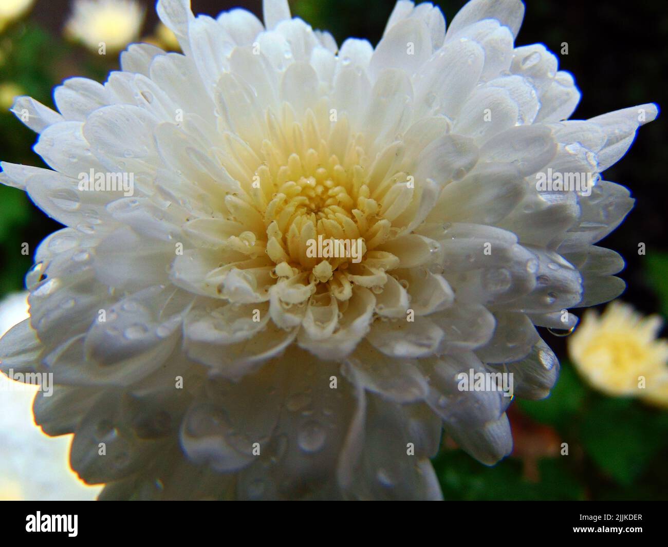 White chrysanthemum flower hi-res stock photography and images - Alamy