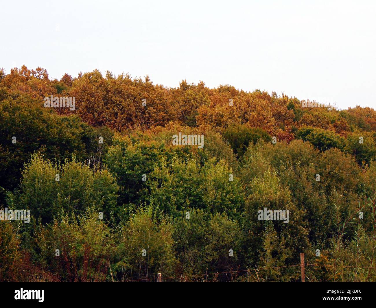 Spring wood autumn wood hi-res stock photography and images - Alamy