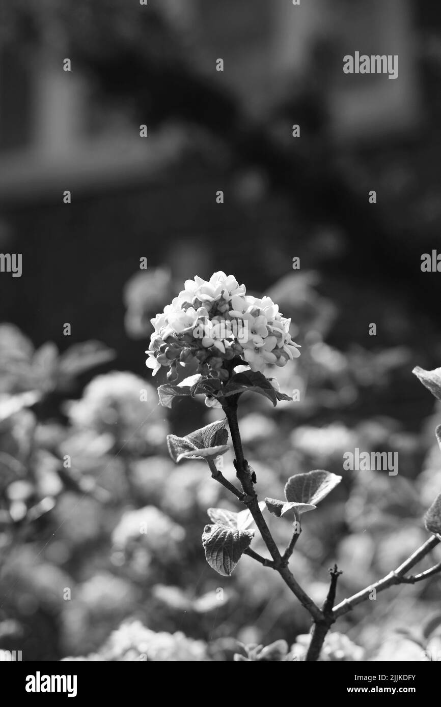 Beautiful spring flowers growing in the flower garden in black and ...