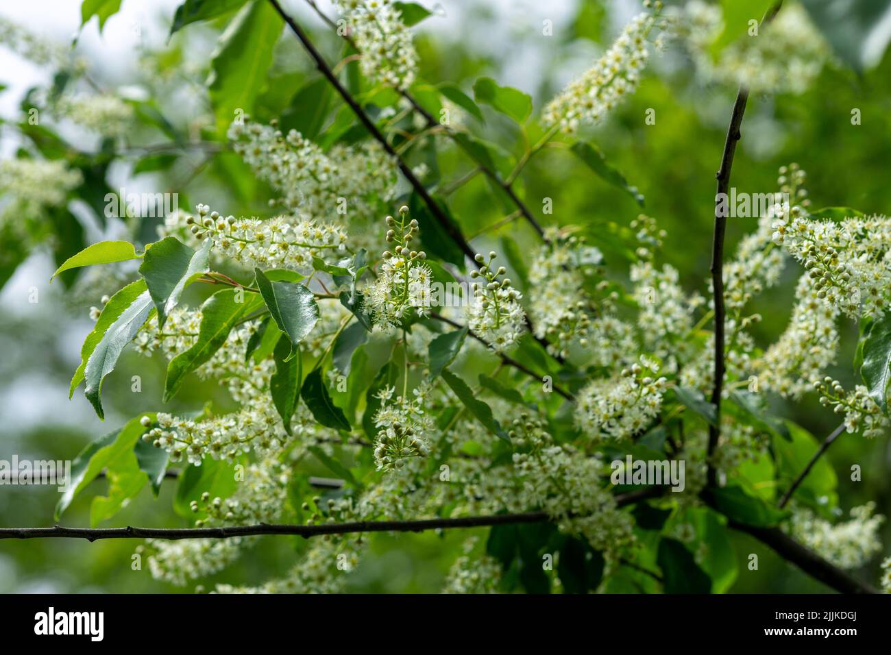 A close-up shot of a bird cherry blossoms in the daytime Stock Photo ...
