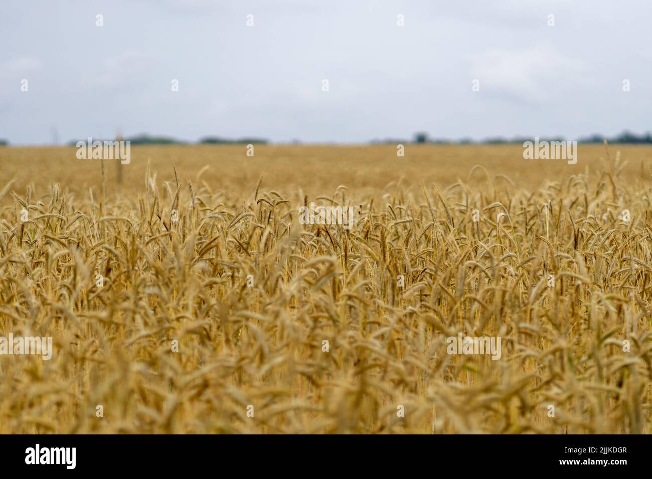 Beautiful closeup shot wheat growth hi-res stock photography and images ...