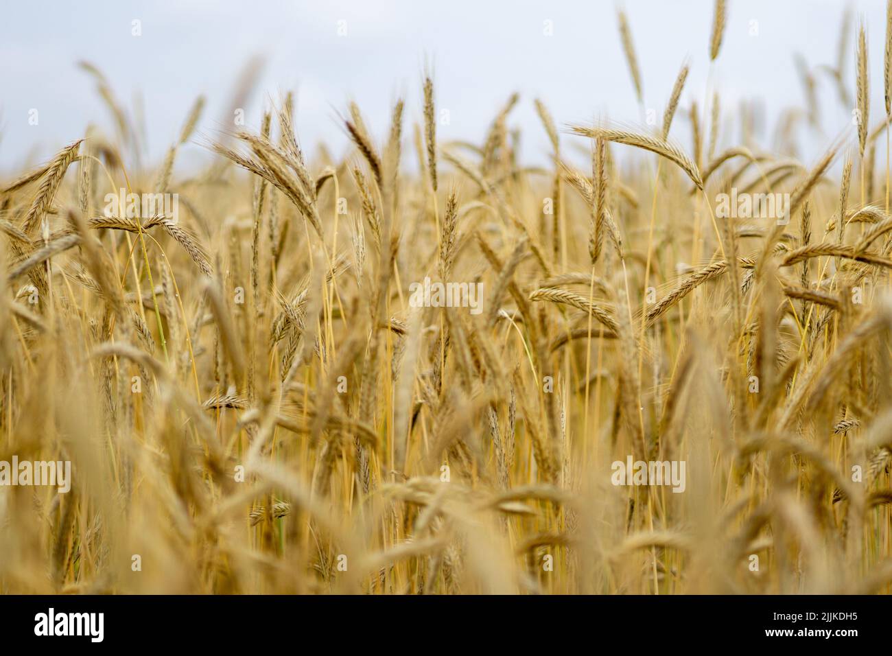 Beautiful landscape field of wheat hi-res stock photography and images ...