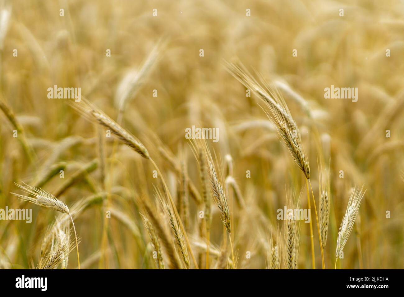 Beautiful landscape field of wheat hi-res stock photography and images ...
