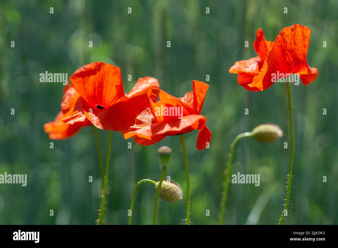 Poppy leaf hi-res stock photography and images - Alamy