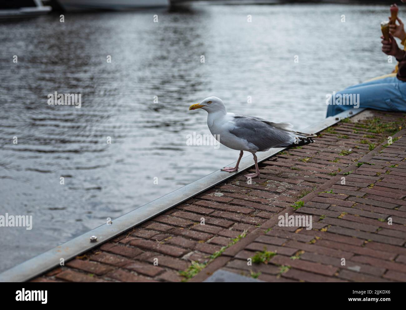 Curious seagull stands next to a quay in the city. There are no ...