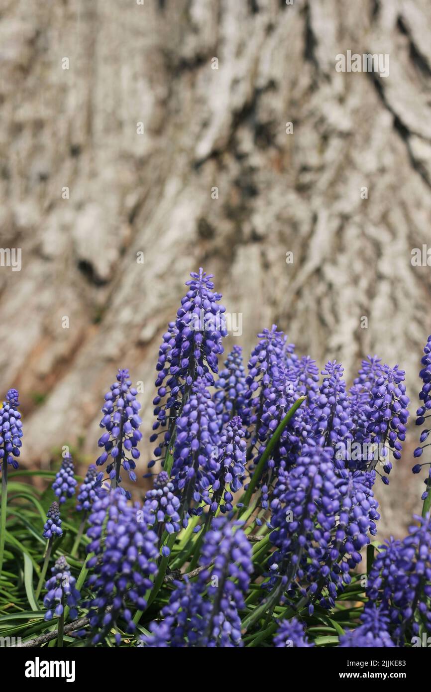 Beautiful purple spring flowers growing in the flower garden Stock ...