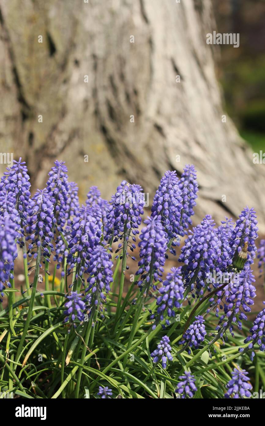 Beautiful purple spring flowers growing in the flower garden Stock ...