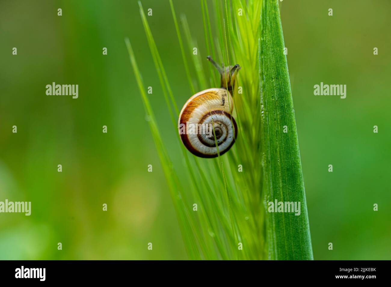 The tiny snail with the brown lined shell climbing up on the grass ...