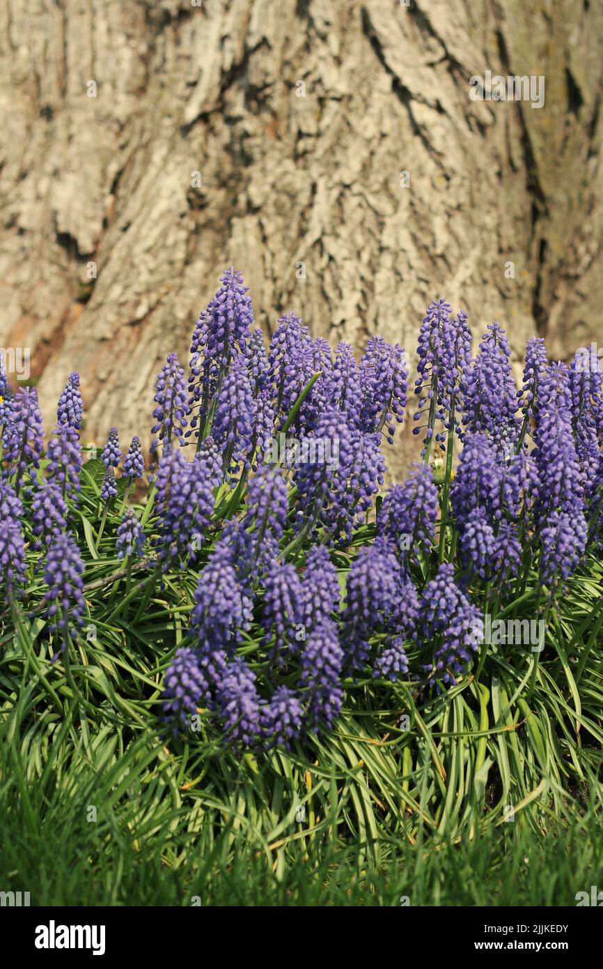 Beautiful purple spring flowers growing in the flower garden Stock ...