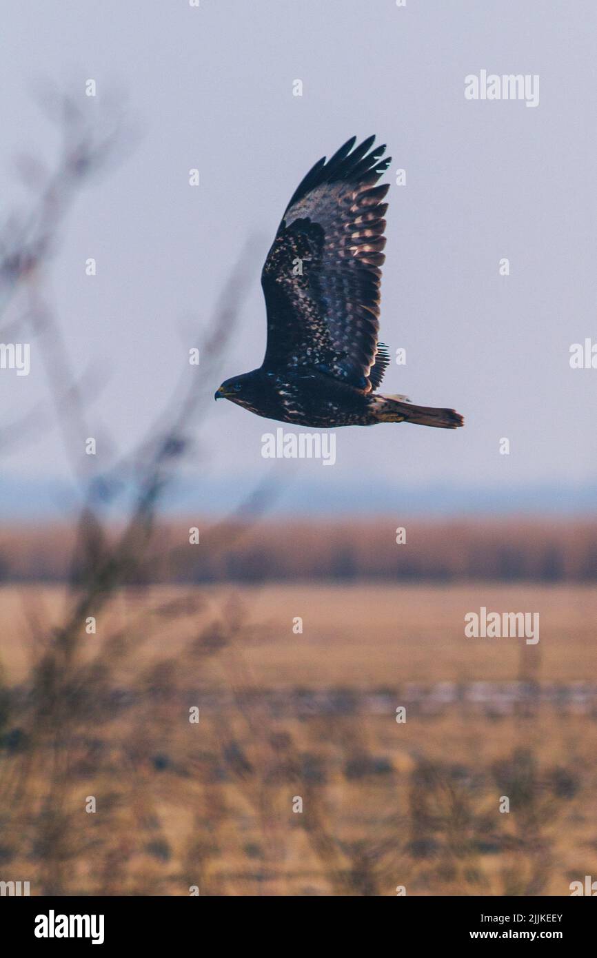a vertical shot of Hawk bird flying over the sky Stock Photo - Alamy