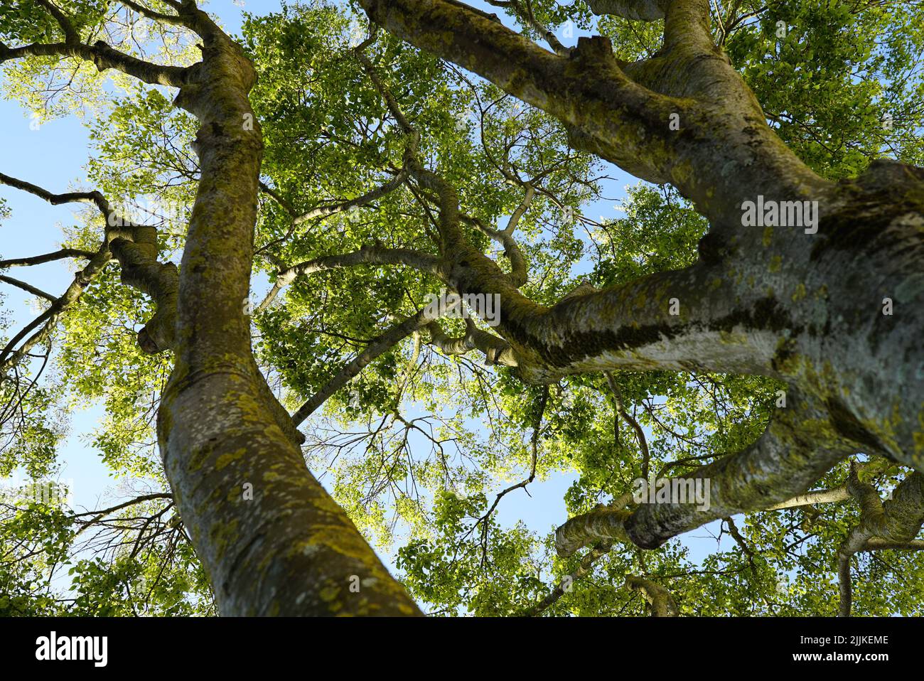 A low angle shot of giant trees Stock Photo - Alamy