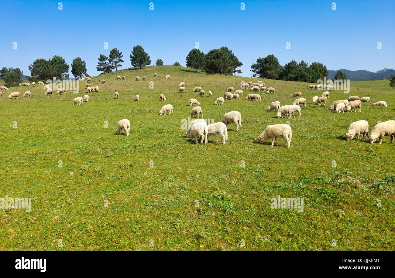 Field full of sheep hi-res stock photography and images - Alamy