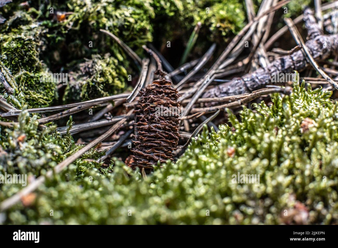 Bumps on the leaf hi-res stock photography and images - Alamy
