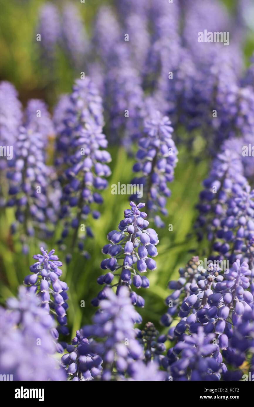 Beautiful purple spring flowers growing in the flower garden Stock ...