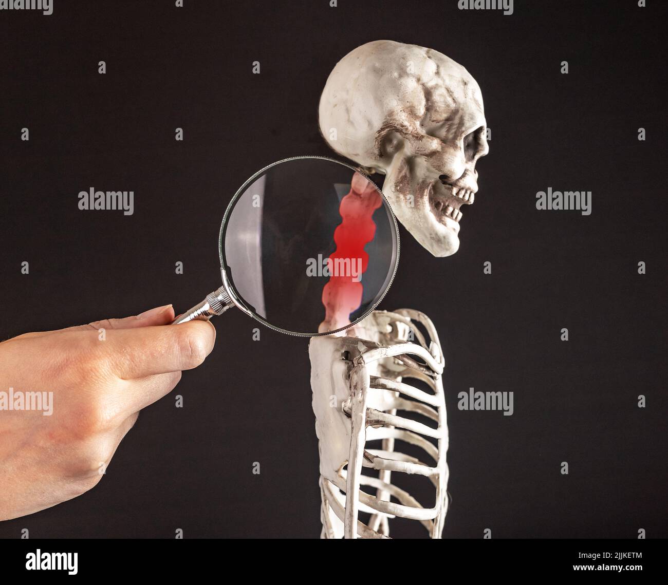Hand with magnifying glass over cervical vertebrae of human skeleton ...