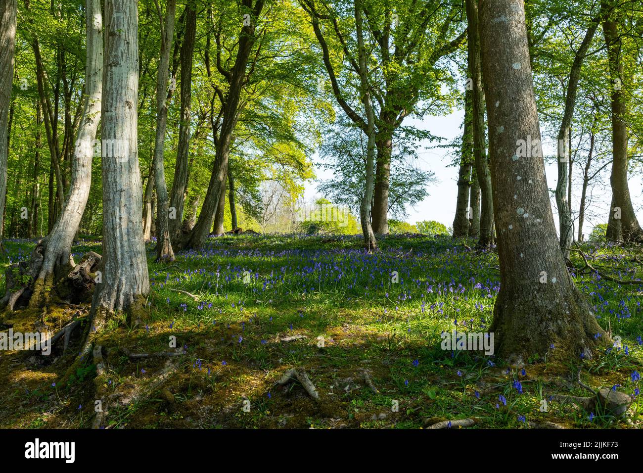 Cowbeech sussex hi-res stock photography and images - Alamy