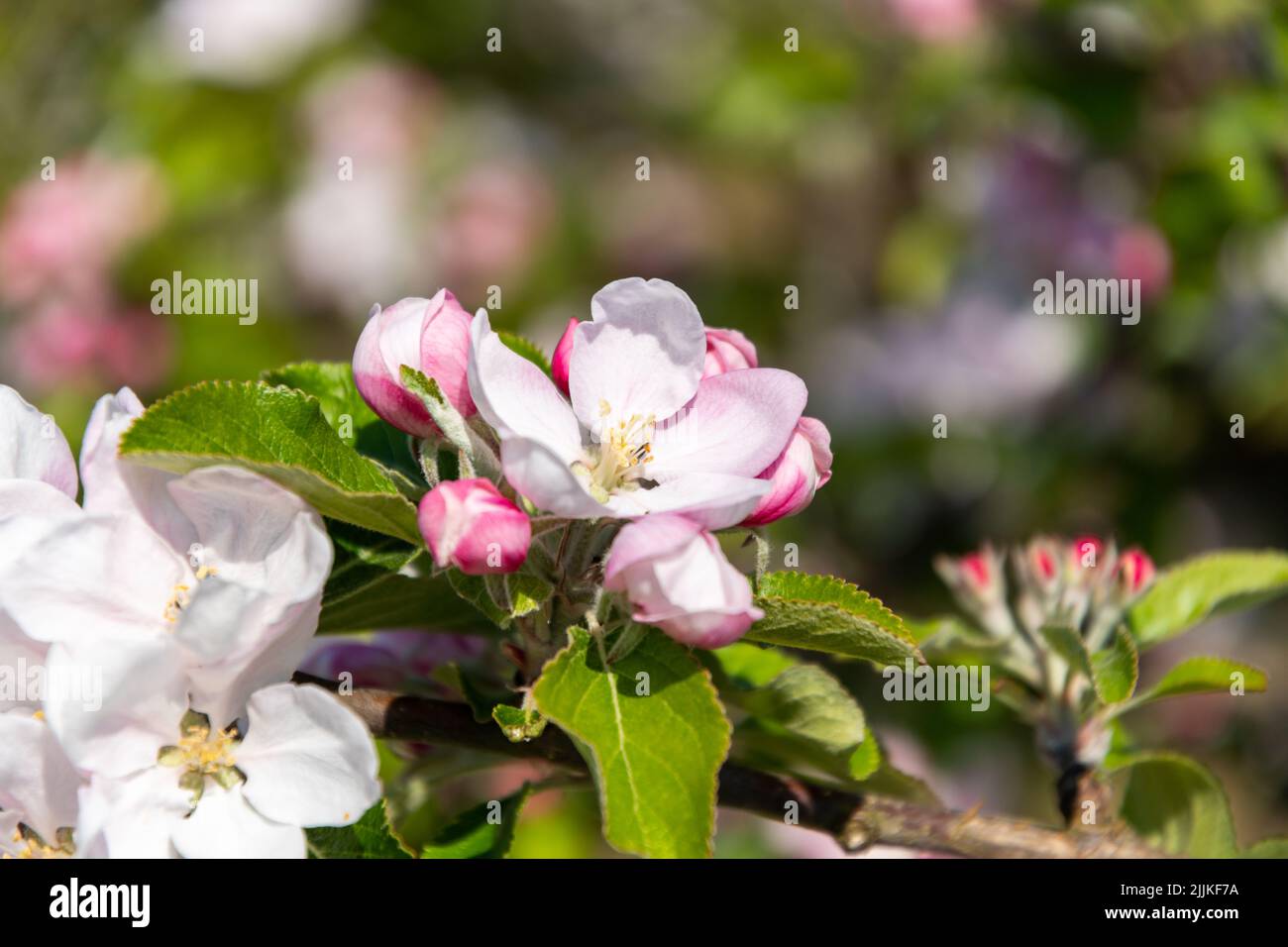 Apple blossom in an English orchard in spring sunshine Stock Photo - Alamy