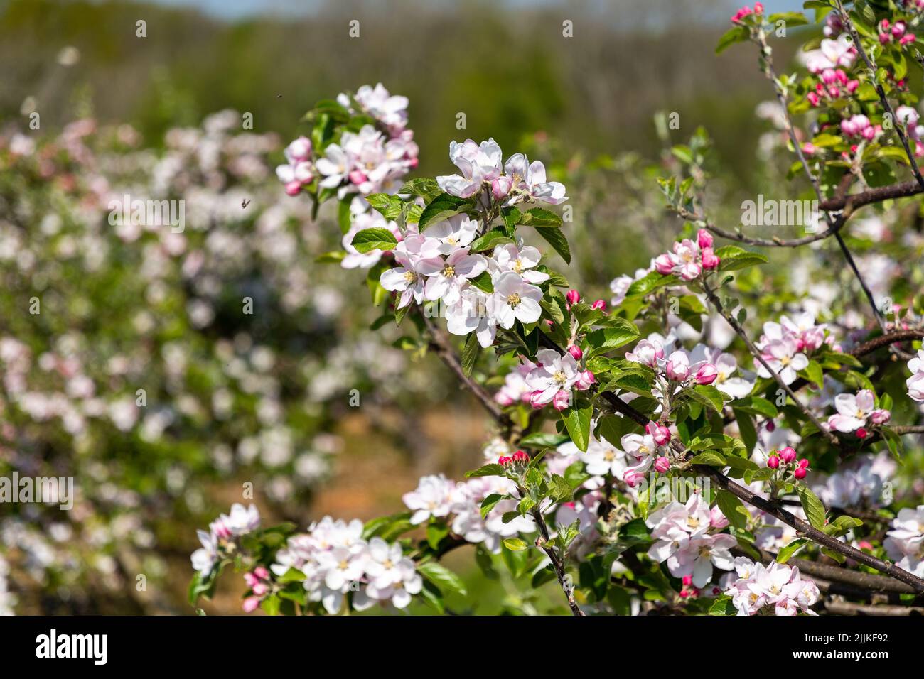 Apple blossom in an English orchard in spring sunshine Stock Photo - Alamy