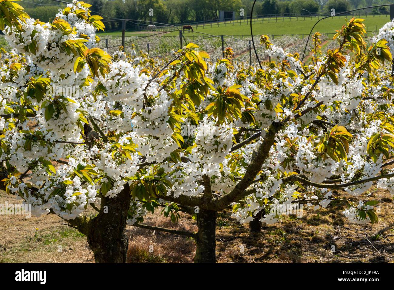 Cherry blossom in an English orchard Stock Photo - Alamy