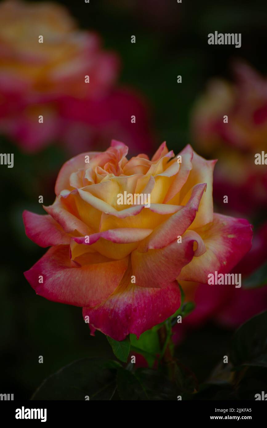 Pink white rose petal as low key photo hi-res stock photography and ...