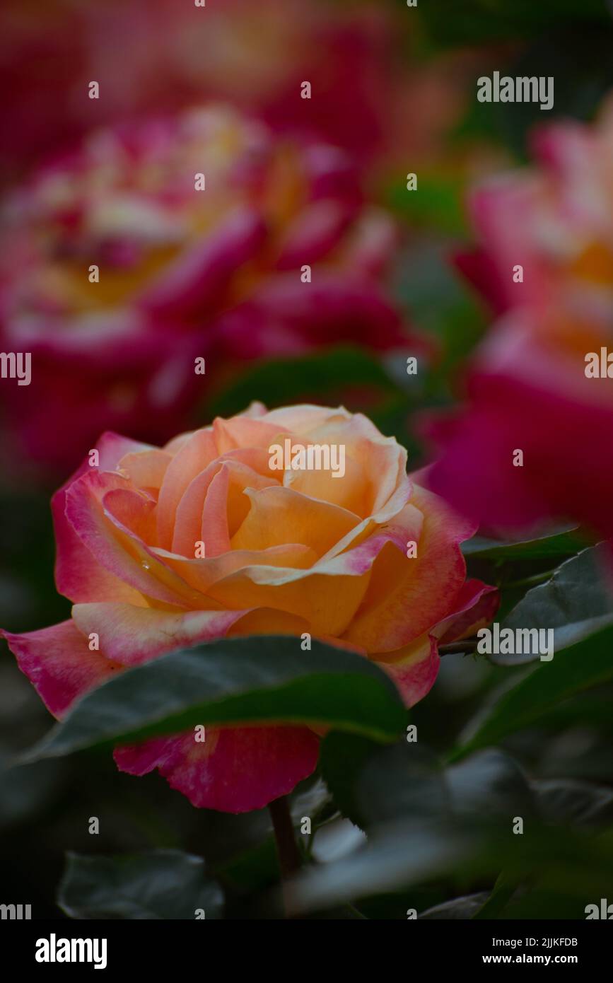 Pink white rose petal as low key photo hi-res stock photography and ...