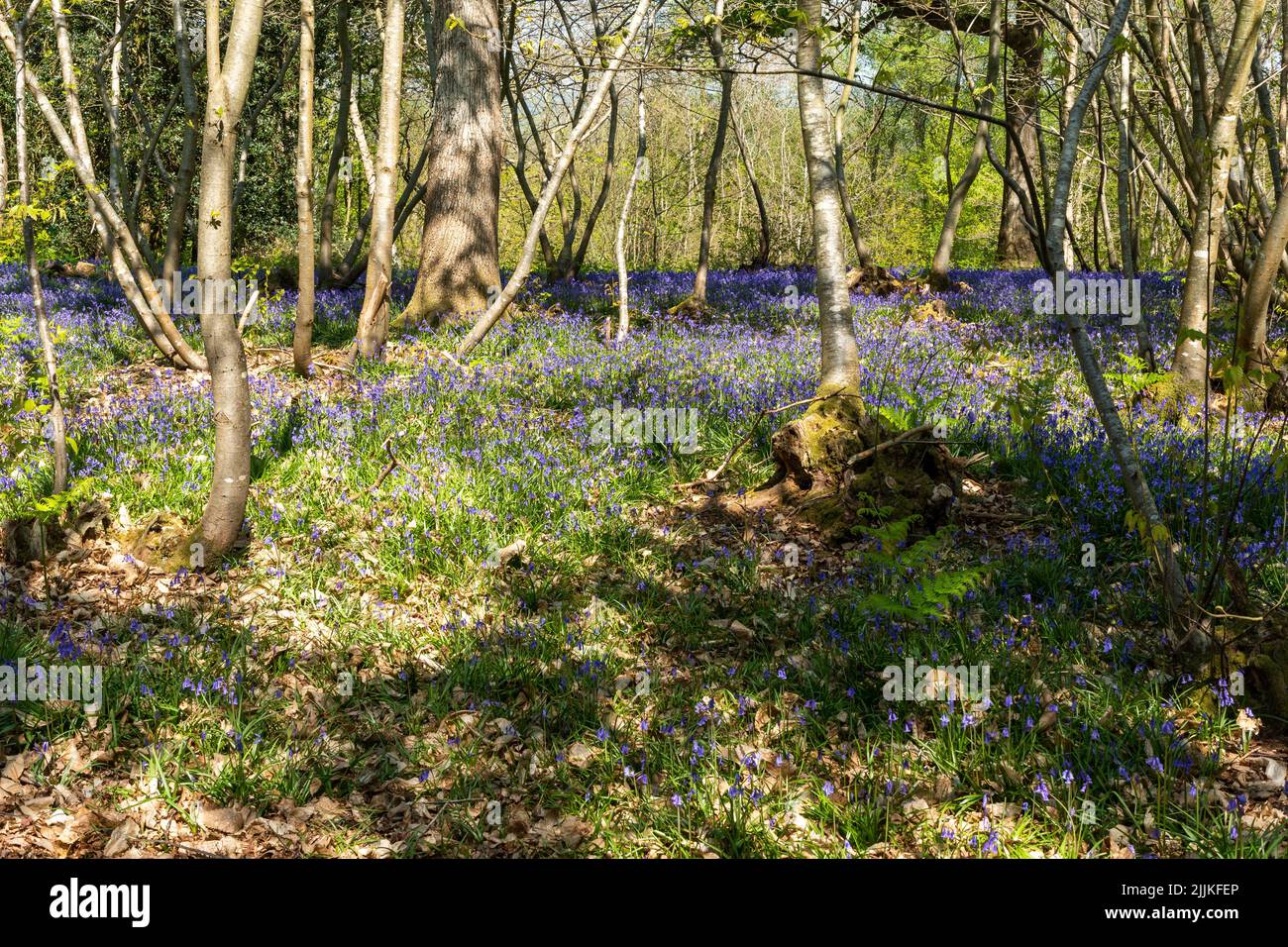 Bluebells in woods in East Sussex, England. Hyacinthoides non-scripta ...