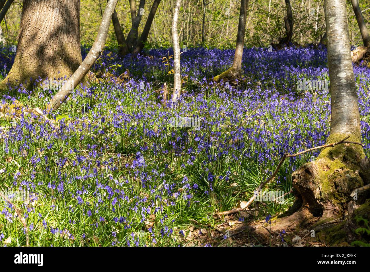 Bluebells in woods in East Sussex, England. Hyacinthoides non-scripta ...