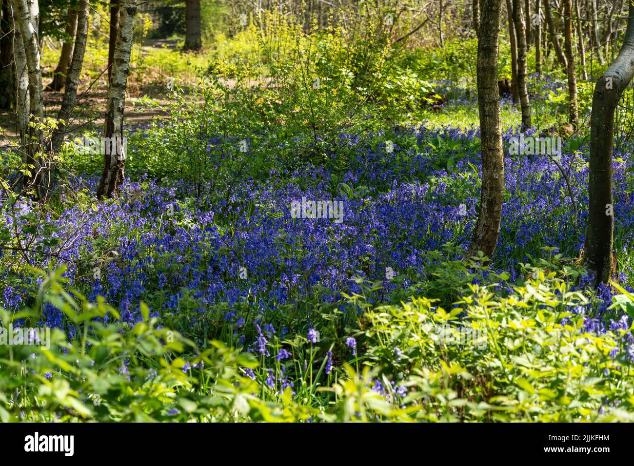 Bluebells in woods in East Sussex, England. Hyacinthoides non-scripta ...