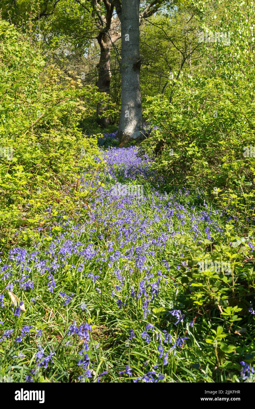 Bluebells in woods in East Sussex, England. Hyacinthoides non-scripta ...