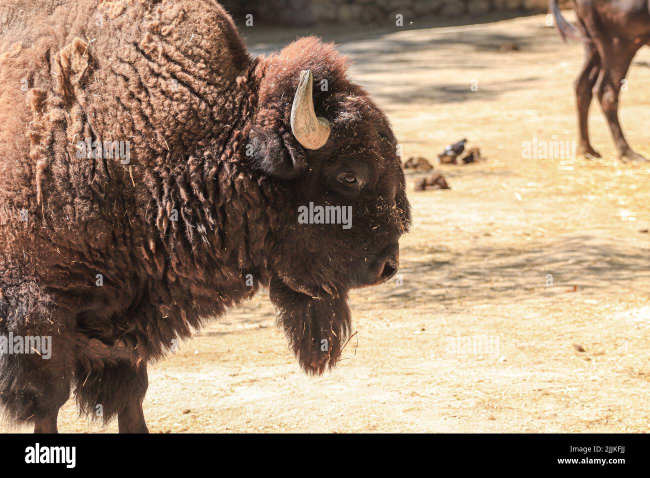 closeup photo of American bison in zoo Stock Photo - Alamy