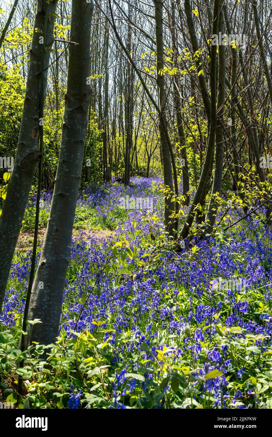 Bluebells in woods in East Sussex, England. Hyacinthoides non-scripta ...