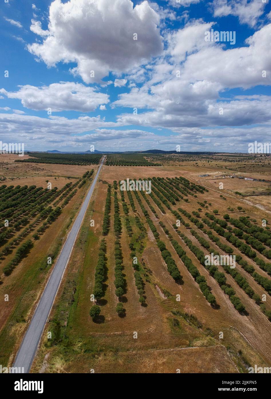 An aerial shot of an olive farm with a blue sky with clouds above it ...