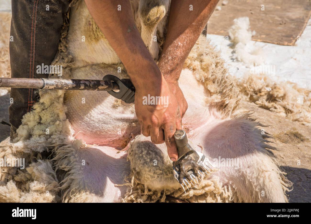 Men use clippers to shear sheep fleeces at a sheep shearing. sheep ...