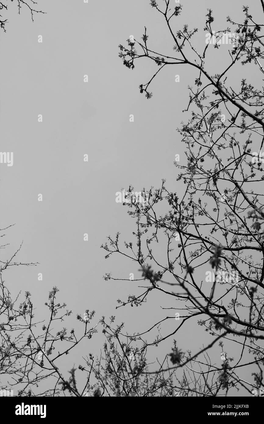 Spring tree branches sprouting with lots of new life in black and white ...