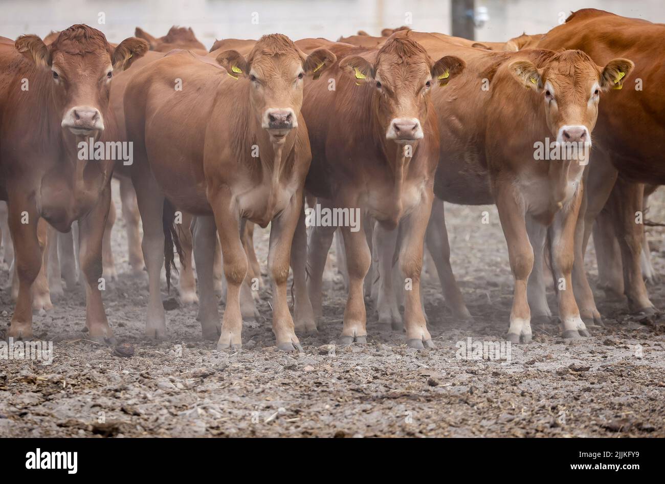 Falkenberg, Germany. 27th July, 2022. Limousin cattle stand in a ...