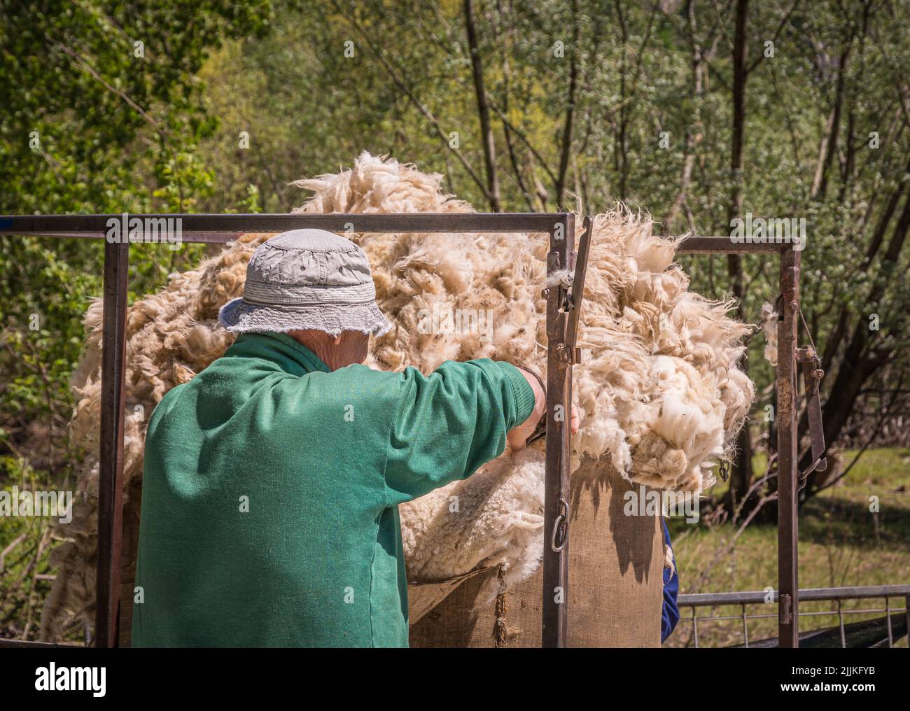 Men use clippers to shear sheep fleeces at a sheep shearing. sheep ...