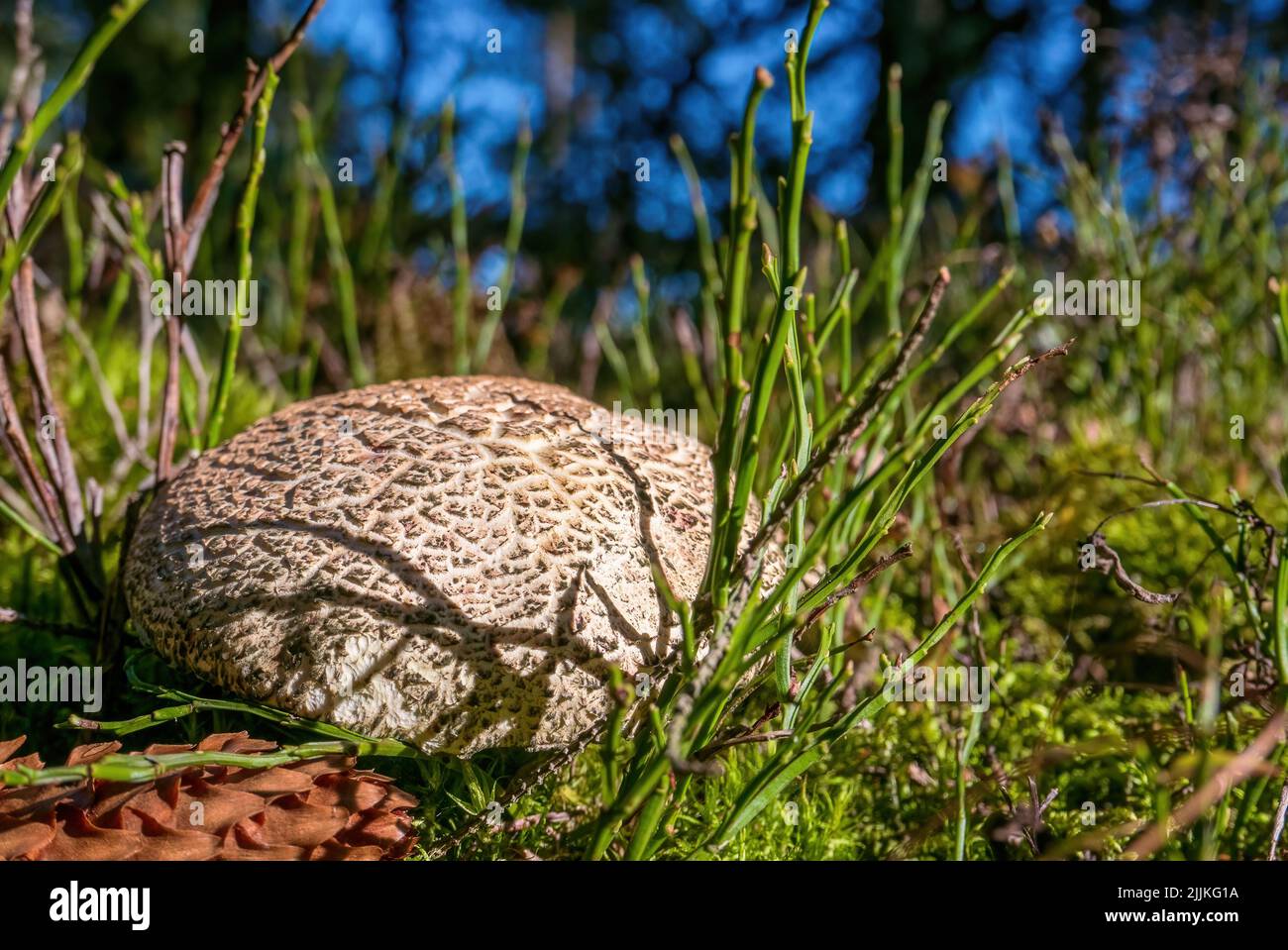 Scleroderma citrinum, commonly known as the common earthball, pigskin ...