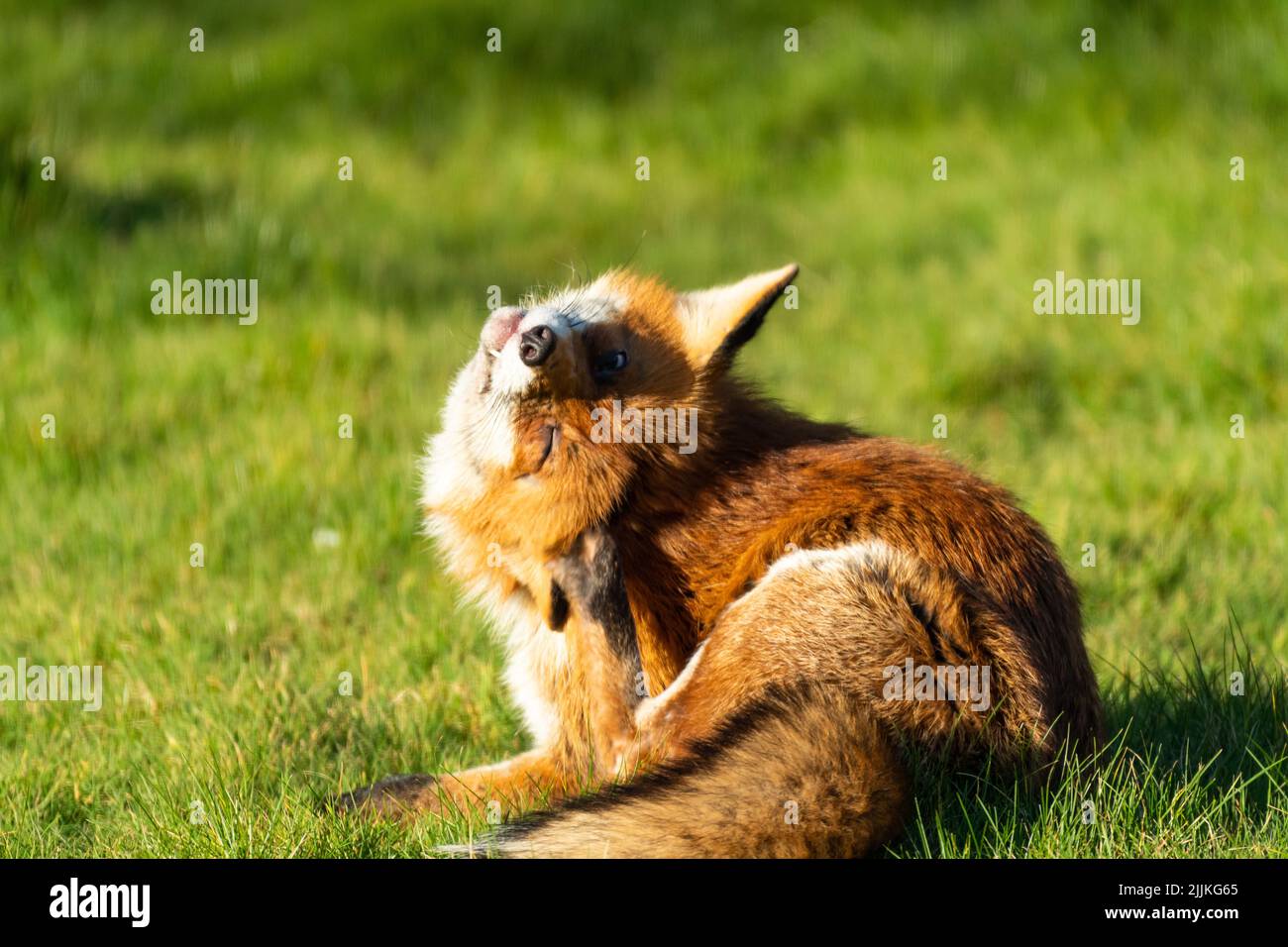 A fox scratching in suburban garden lawn on a sunny afternoon. Vulpes ...